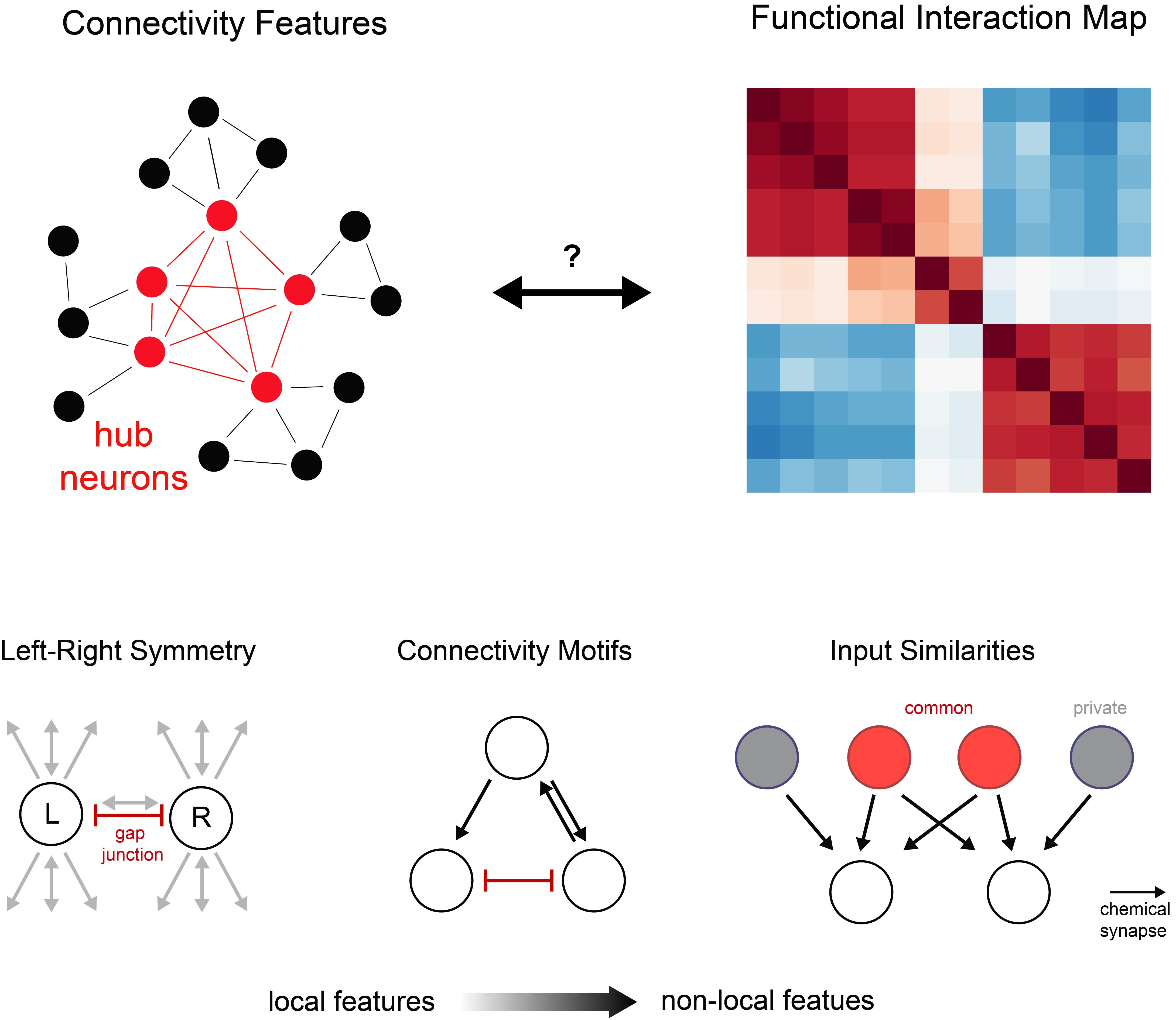 Connectomics in worms - KU